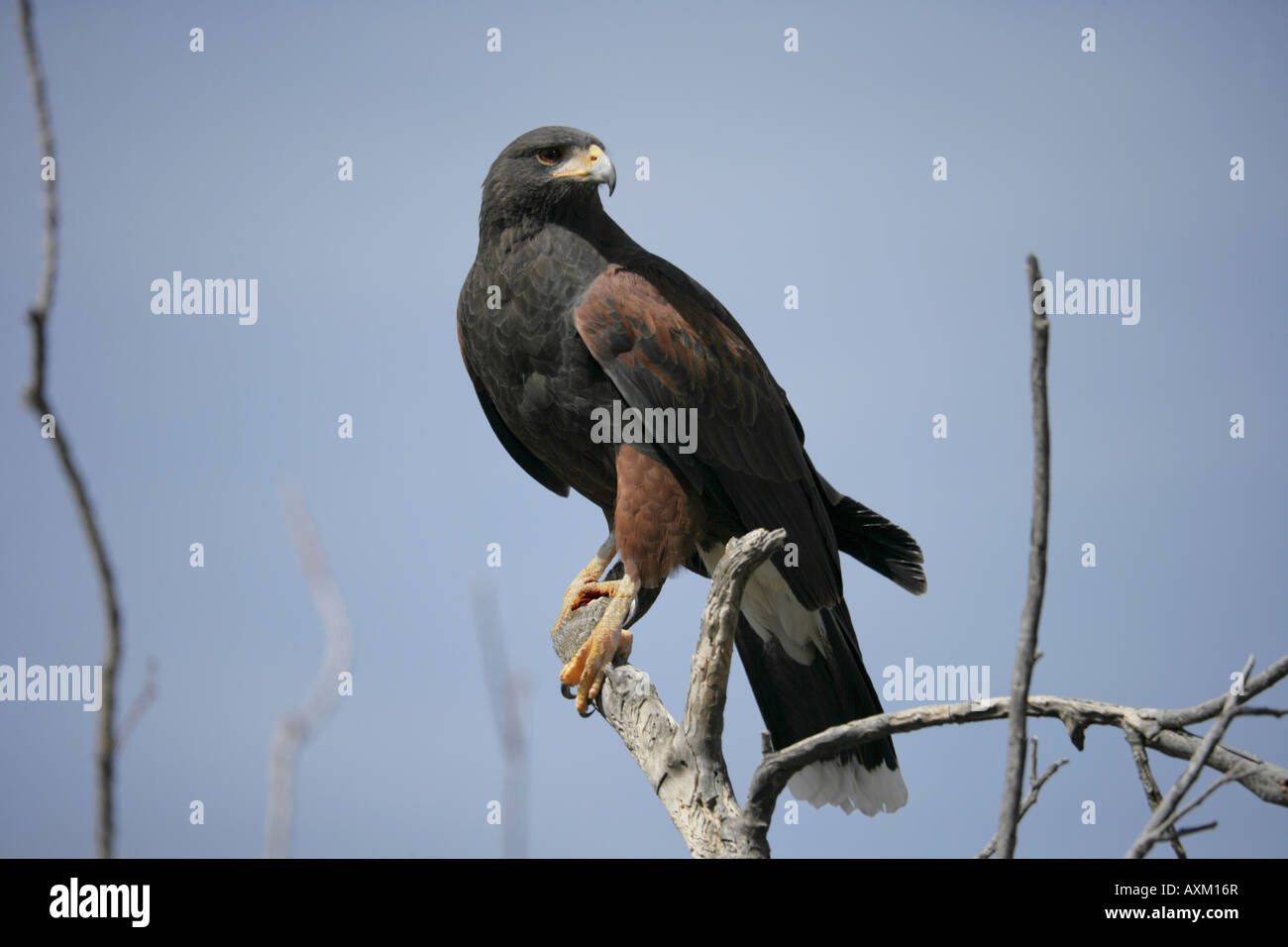 A Harris Hawk perched on a branch with blue sky background Stock Photo ...