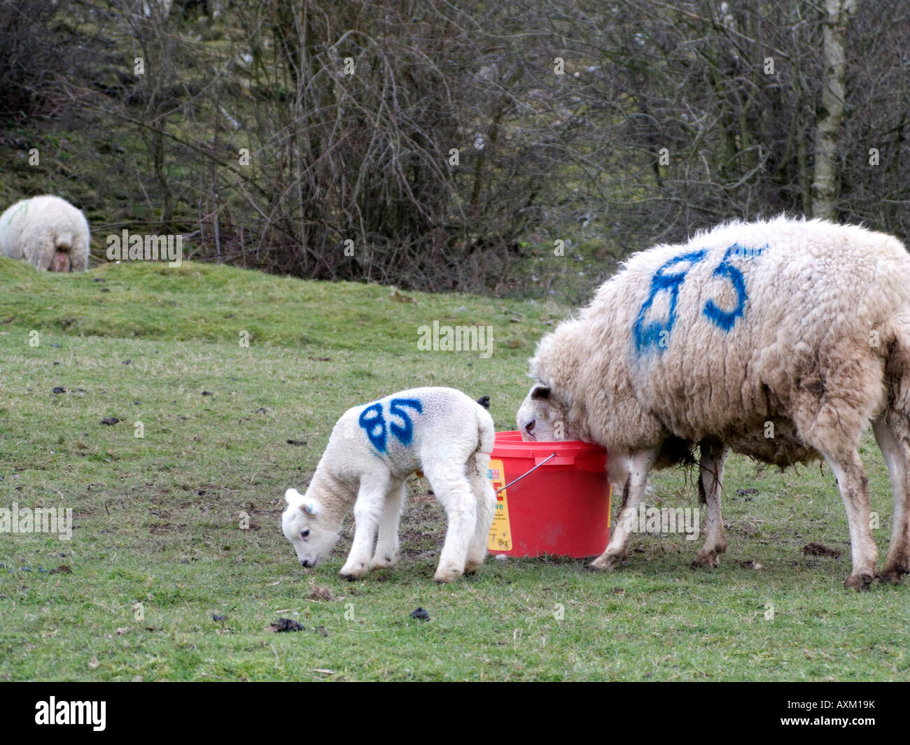 Lambing uk hi-res stock photography and images - Alamy