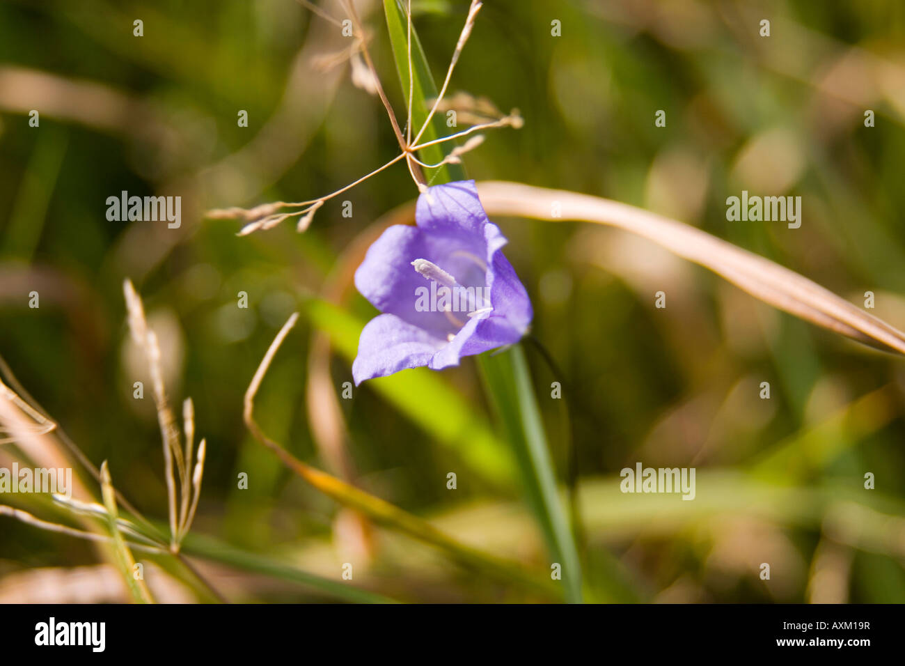 Harebell or Bluebell growing wild in Norfolk countryside Stock Photo ...