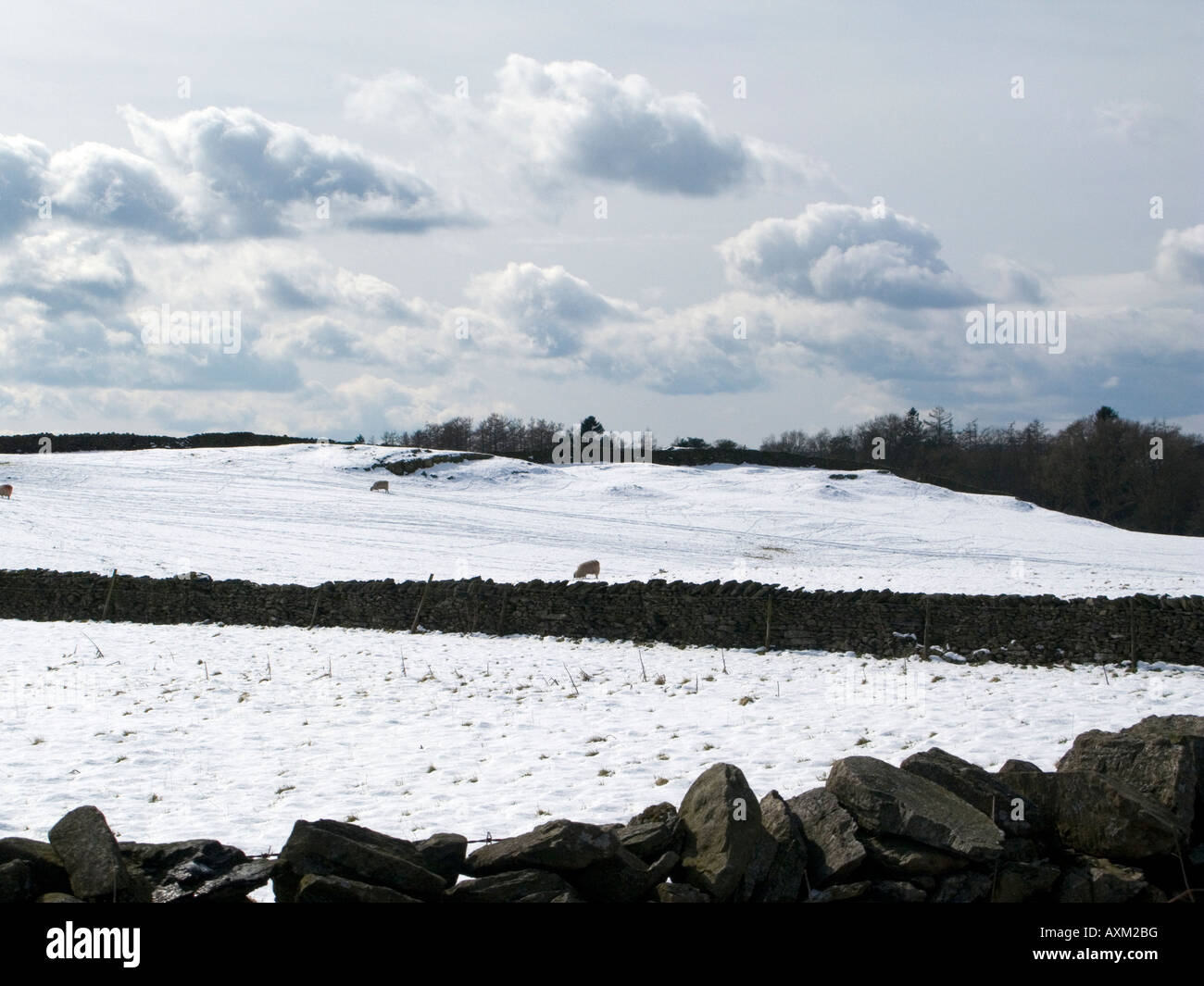 Lambing uk hi-res stock photography and images - Alamy