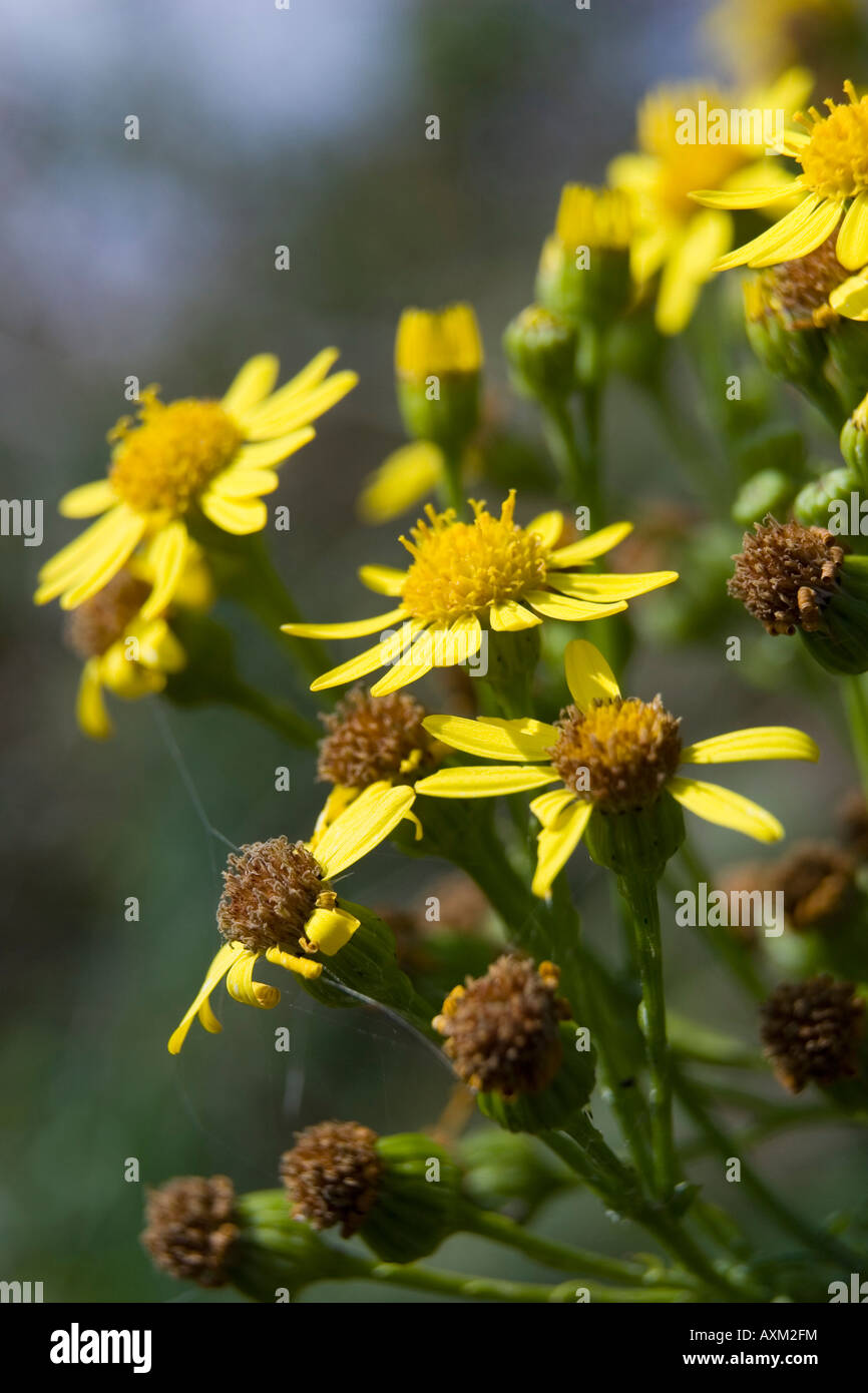 Senecio jacobea hi-res stock photography and images - Alamy