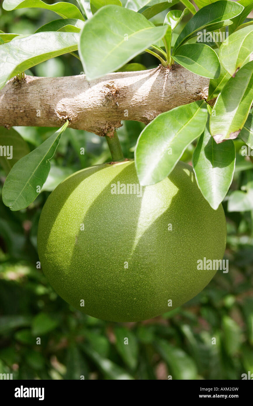 Guava fruit on tree Stock Photo - Alamy