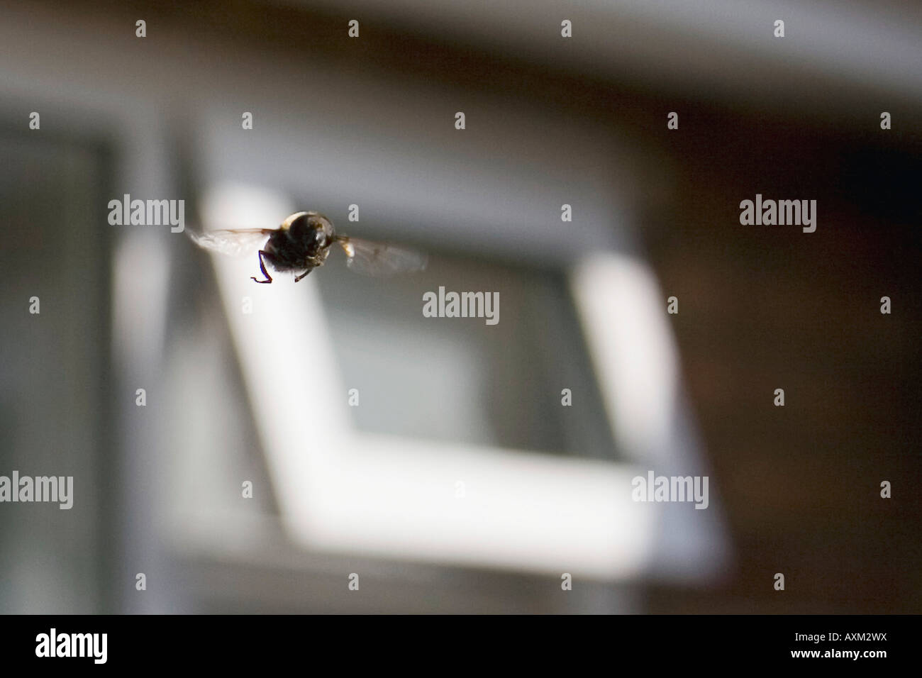 Bee flying outside open window of house Stock Photo - Alamy