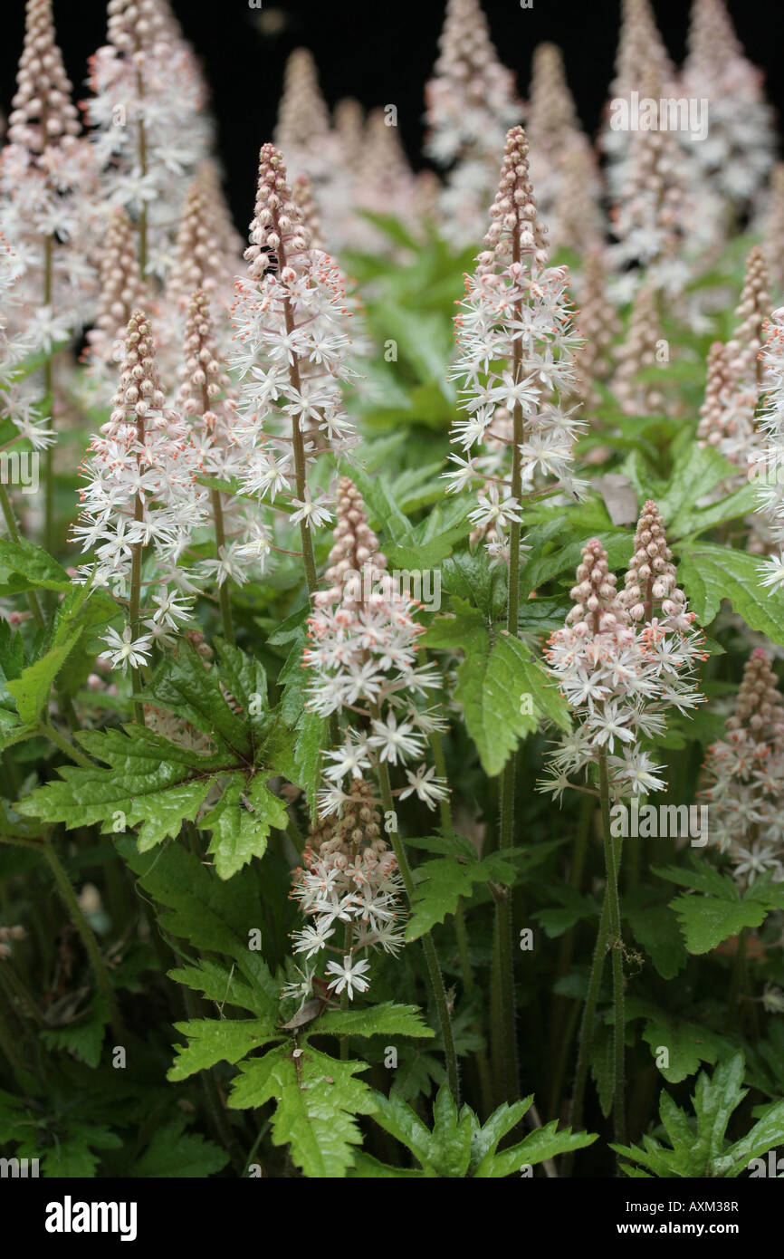 Tiarella hi-res stock photography and images - Alamy