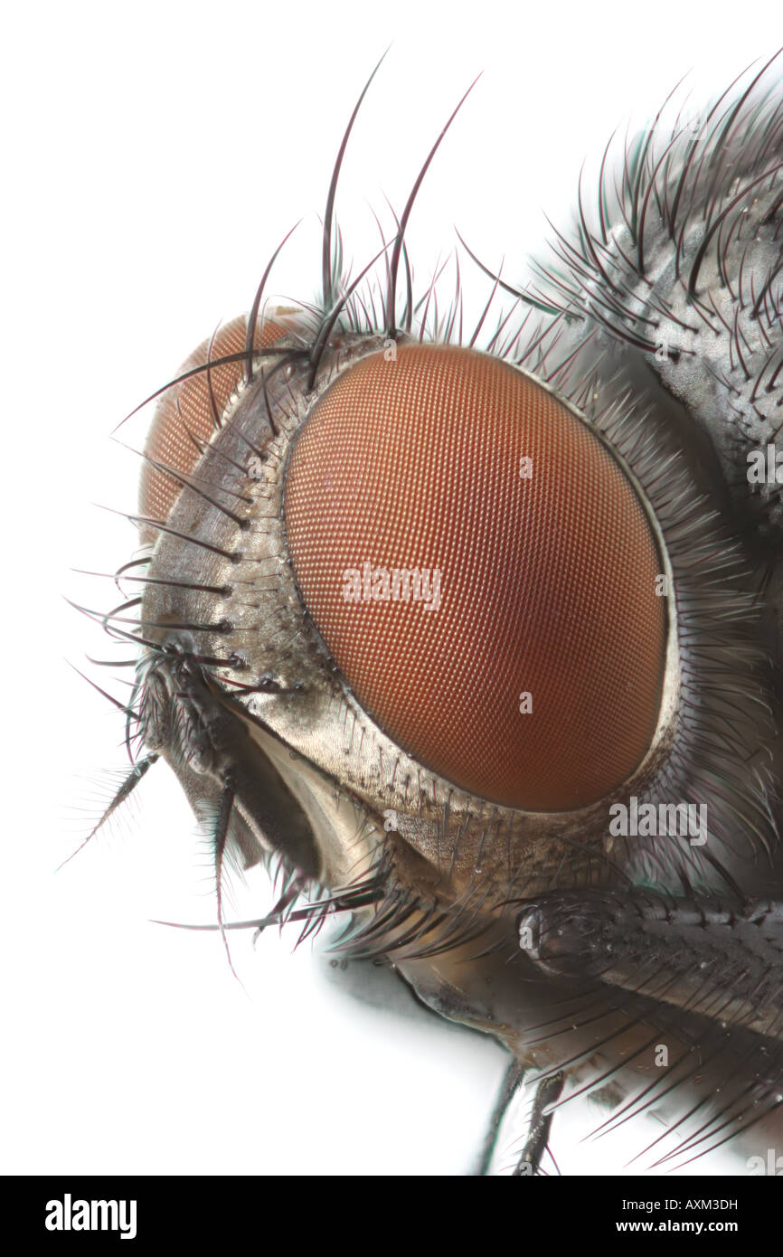 Red compound eyes of a tachinid fly Stock Photo - Alamy