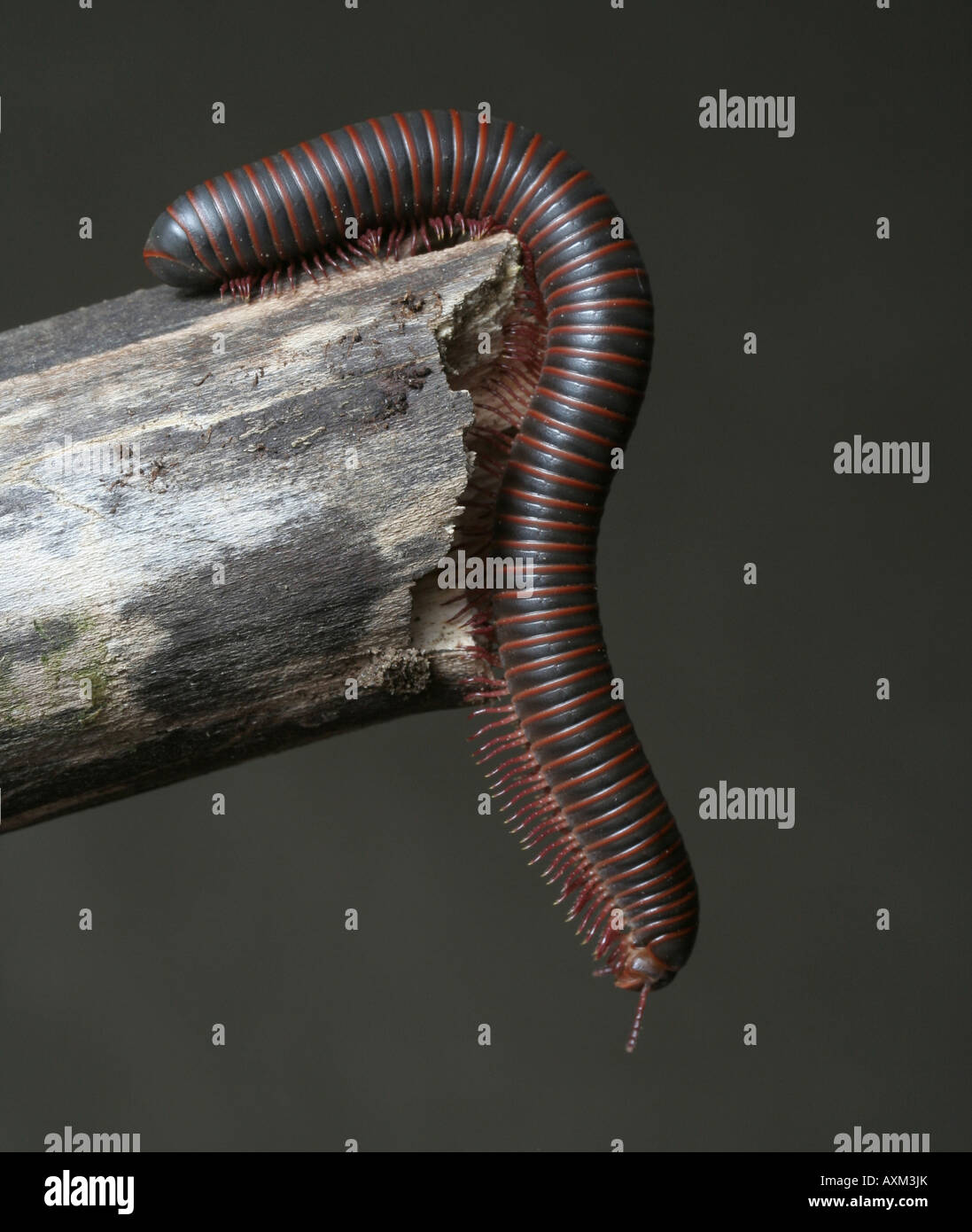 Millipede hi-res stock photography and images - Alamy
