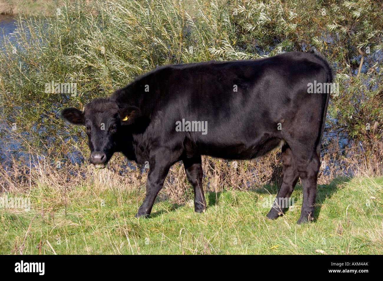 Welsh black cow hi-res stock photography and images - Alamy