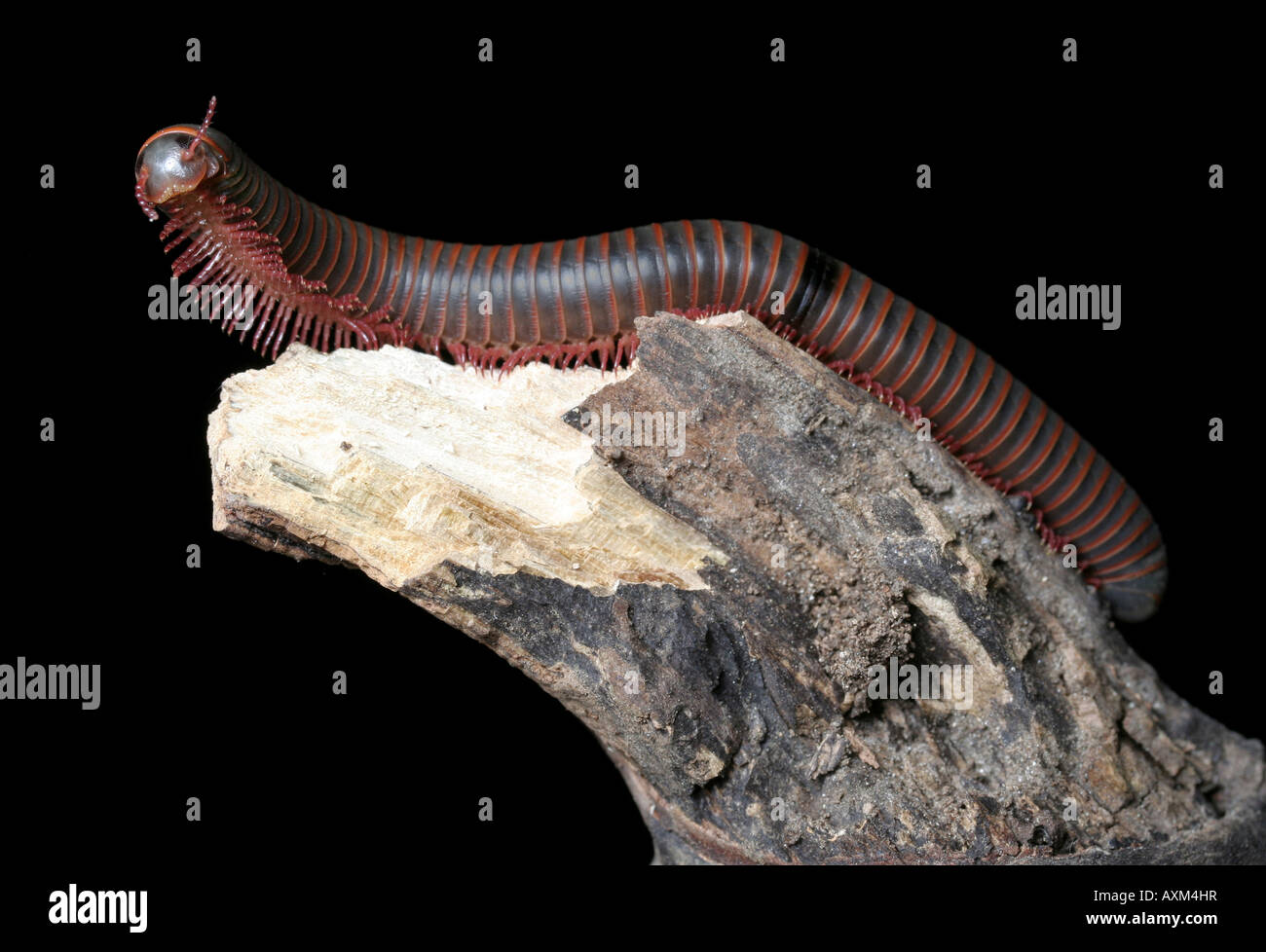 American giant millipede, Narceus americanus Stock Photo - Alamy