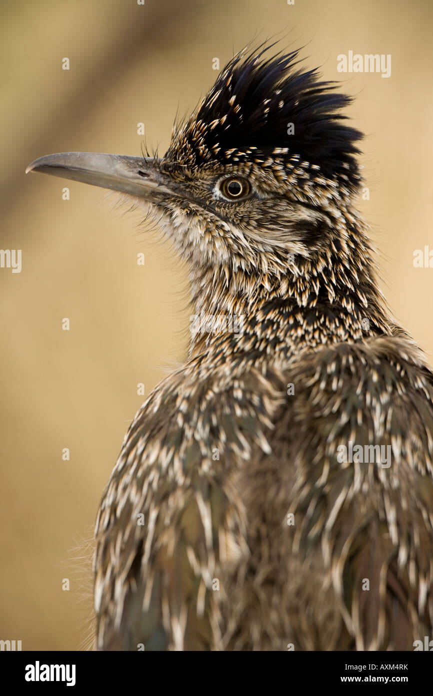 Greater Roadrunner Portrait - Sonoran Desert of Arizona Stock Photo - Alamy