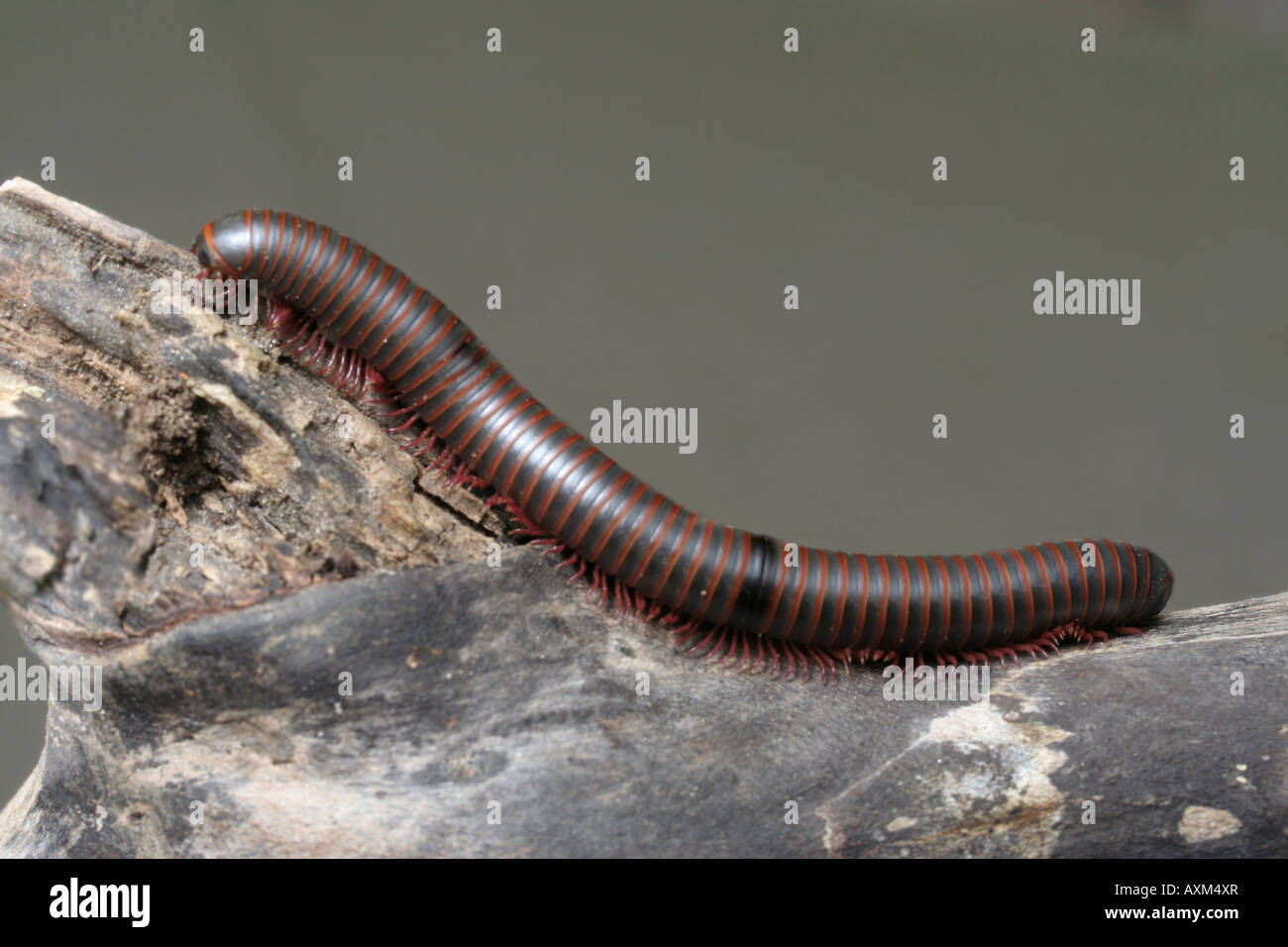American giant millipede, Narceus americanus Stock Photo - Alamy