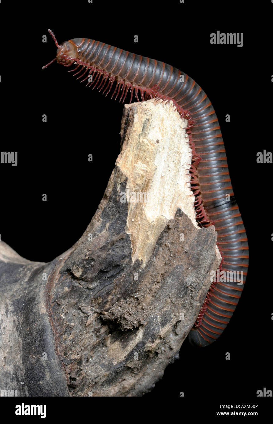 American giant millipede, Narceus americanus Stock Photo - Alamy