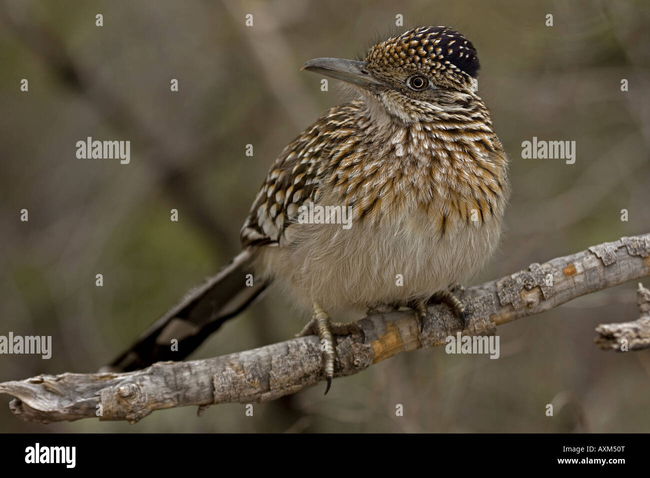 Greater Roadrunner Perched on Branch in Sonoran Desert of Arizona Stock ...