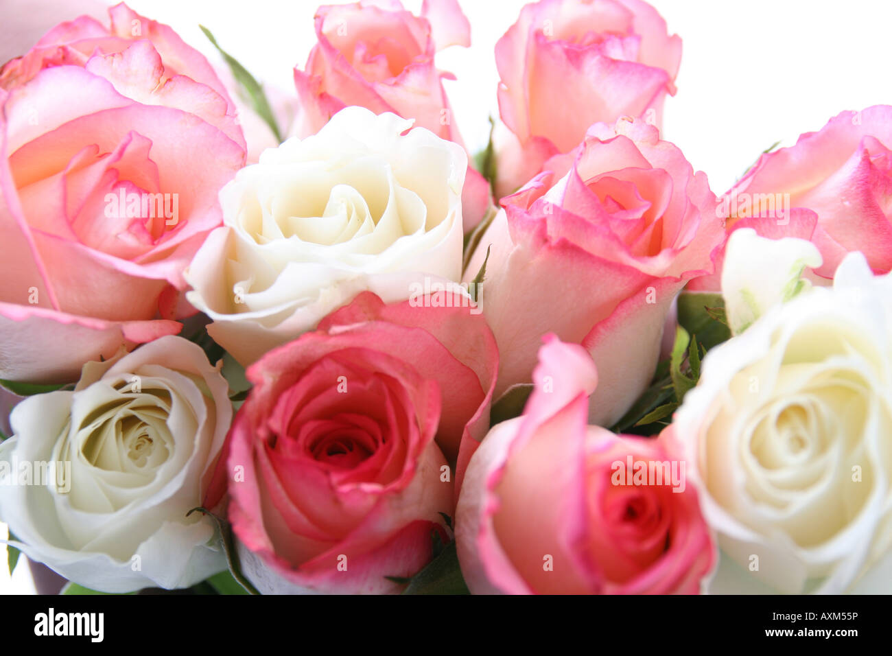 Bunch of different colored roses Stock Photo - Alamy
