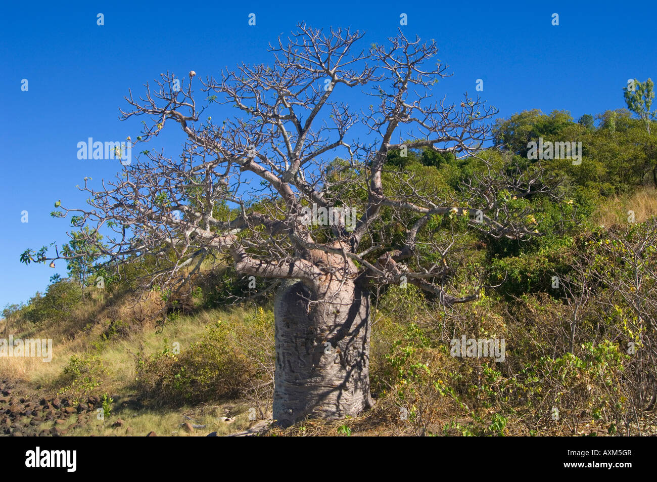 Boab Tree on Sheep Island, Kimberley, Western Australia Stock Photo - Alamy