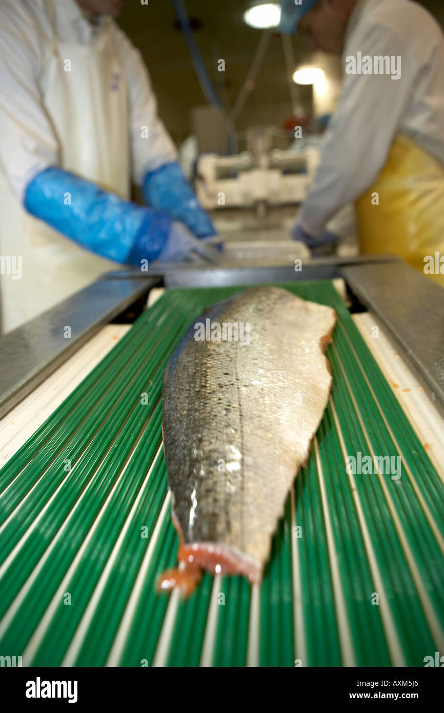 Salmon fillets on factory processing line Stock Photo - Alamy