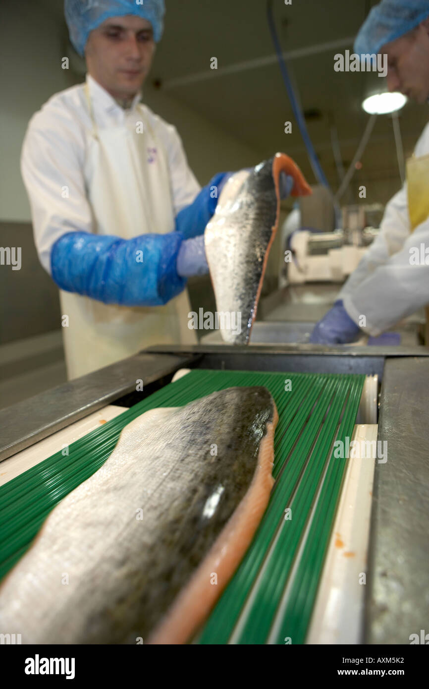 Cleaning salmon fish in industrial hi-res stock photography and images ...