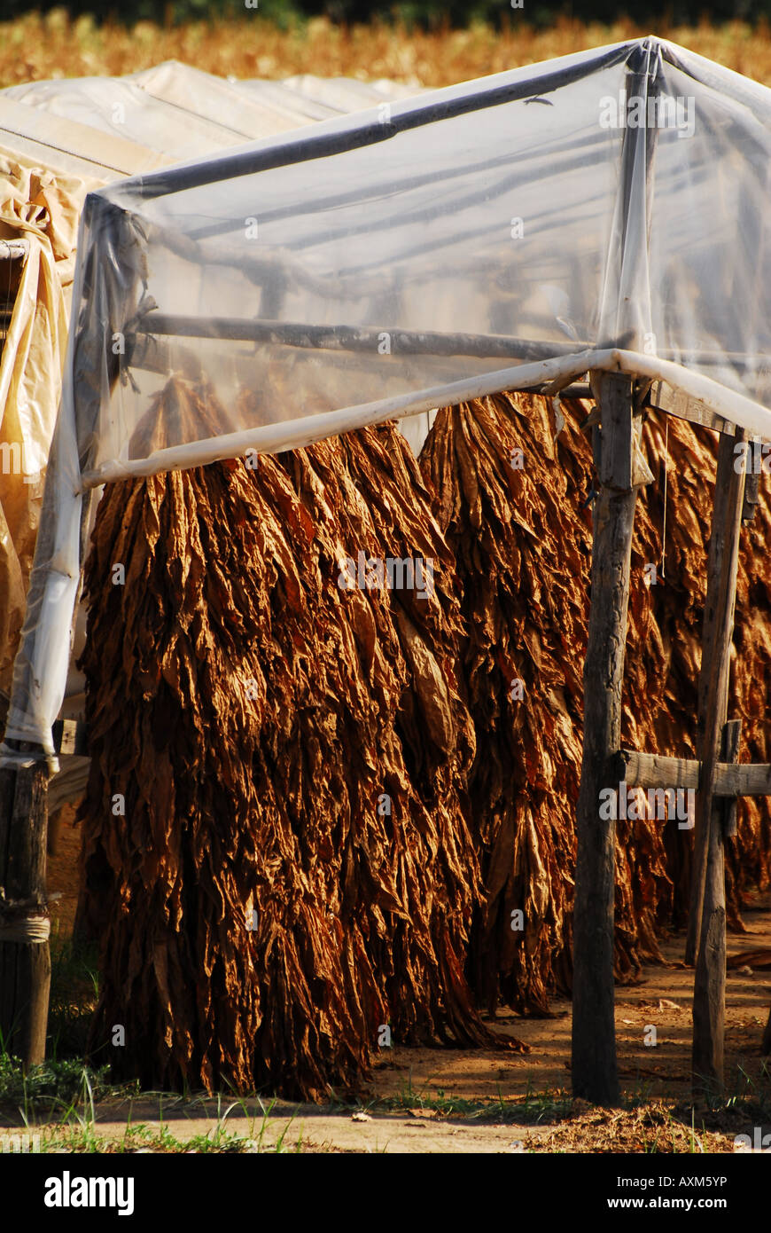 Tabacco italia hi-res stock photography and images - Alamy