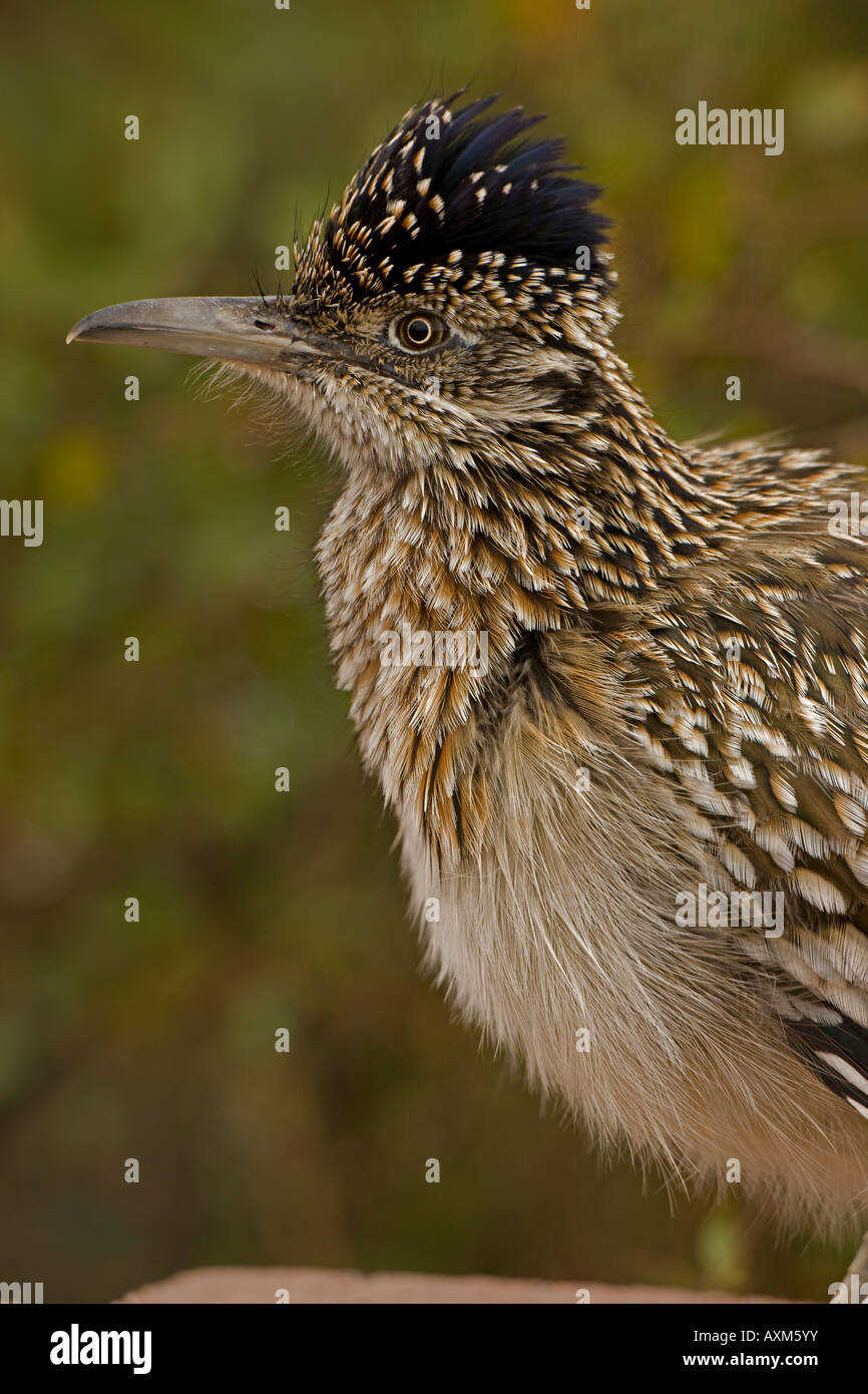 Greater Roadrunner Perched on Branch in Sonoran Desert of Arizona Stock ...