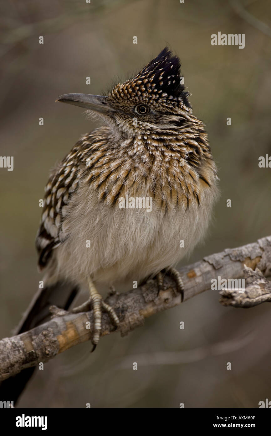 Greater Roadrunner Perched on Branch in Sonoran Desert of Arizona Stock ...