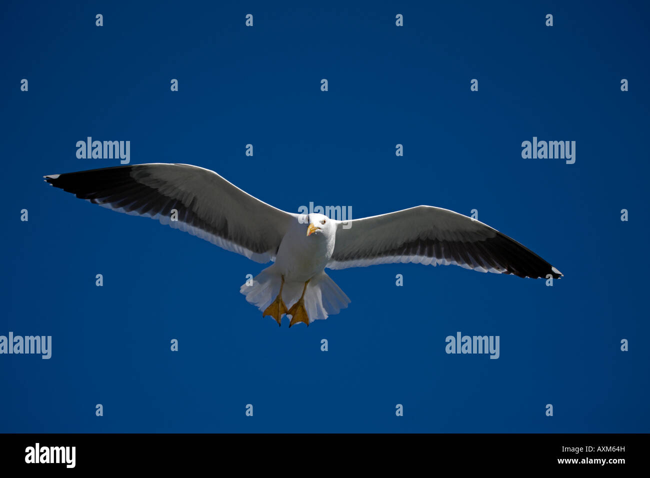 Loud gull hi-res stock photography and images - Alamy