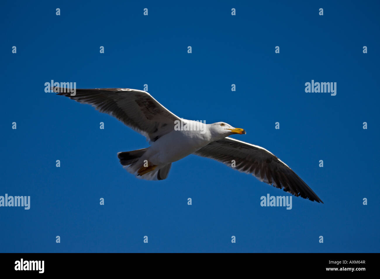 Yellow-footed Gull (Larus livens) - Flying - Sonora Mexico Stock Photo ...