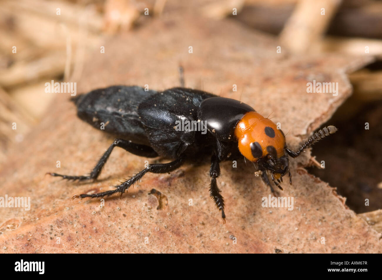 Rove beetle, Devil's coach-horse Stock Photo - Alamy
