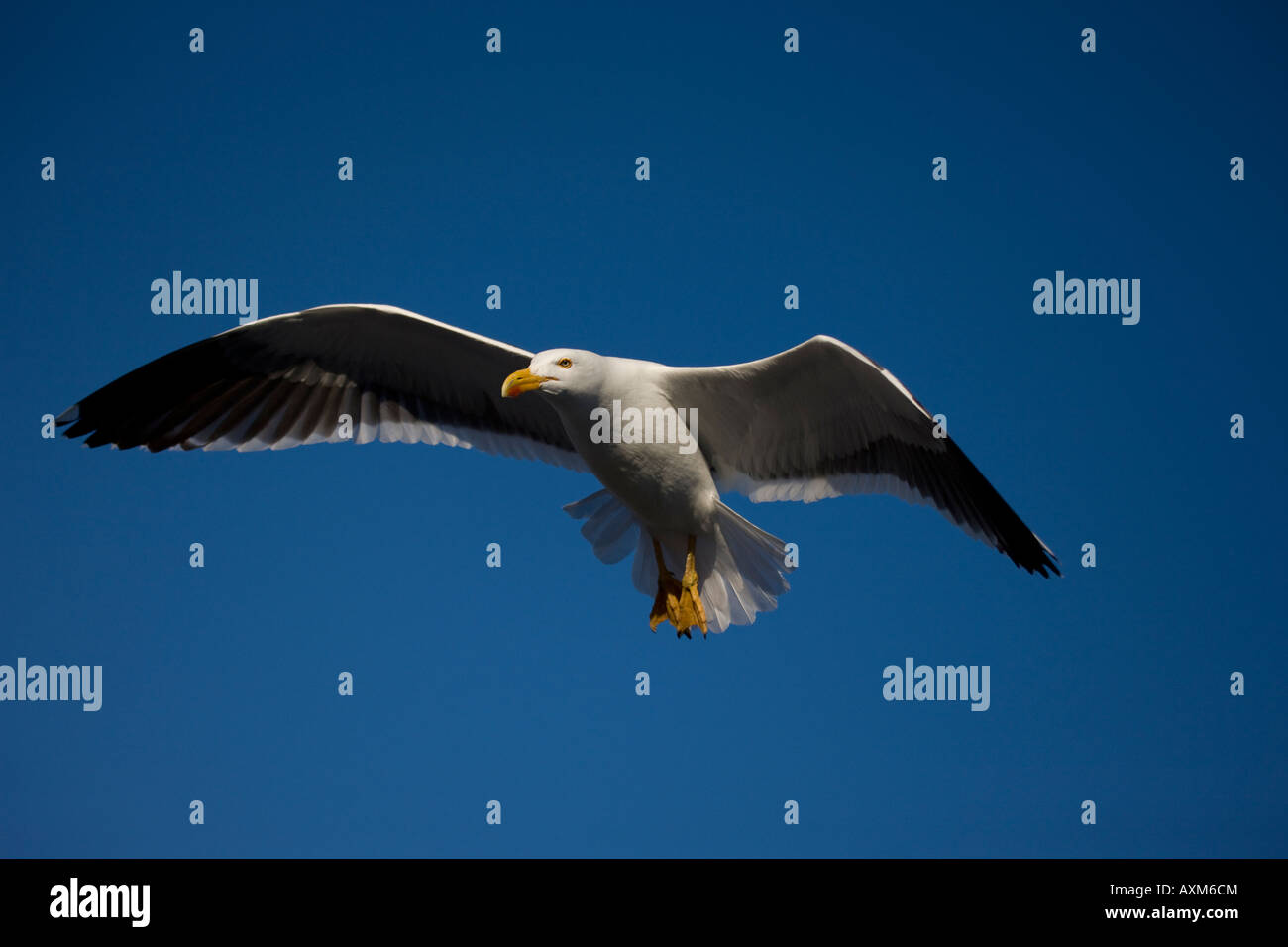 Yellow-footed Gull (Larus livens) - Flying - Sonora Mexico Stock Photo ...