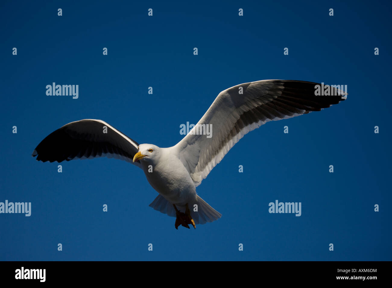 Yellow-footed Gull (Larus livens) - Flying - Sonora Mexico Stock Photo ...