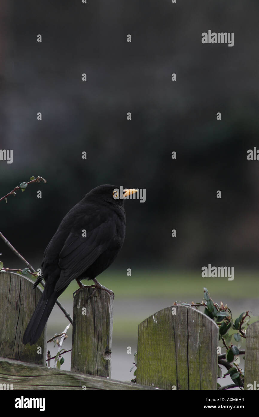 blackbird sat on fence Stock Photo - Alamy