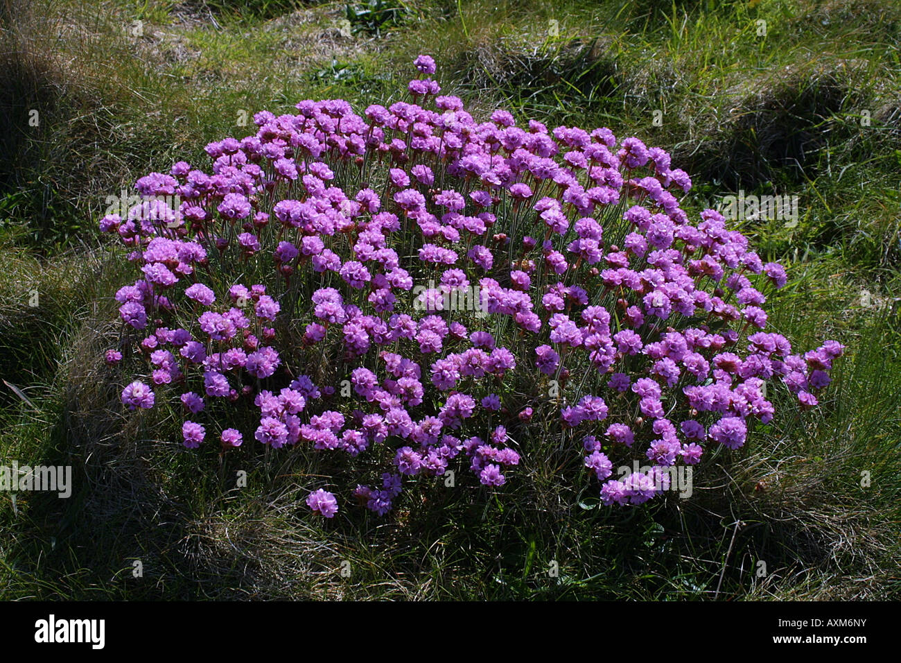 Island sea cliffs thrift pink hi-res stock photography and images - Alamy