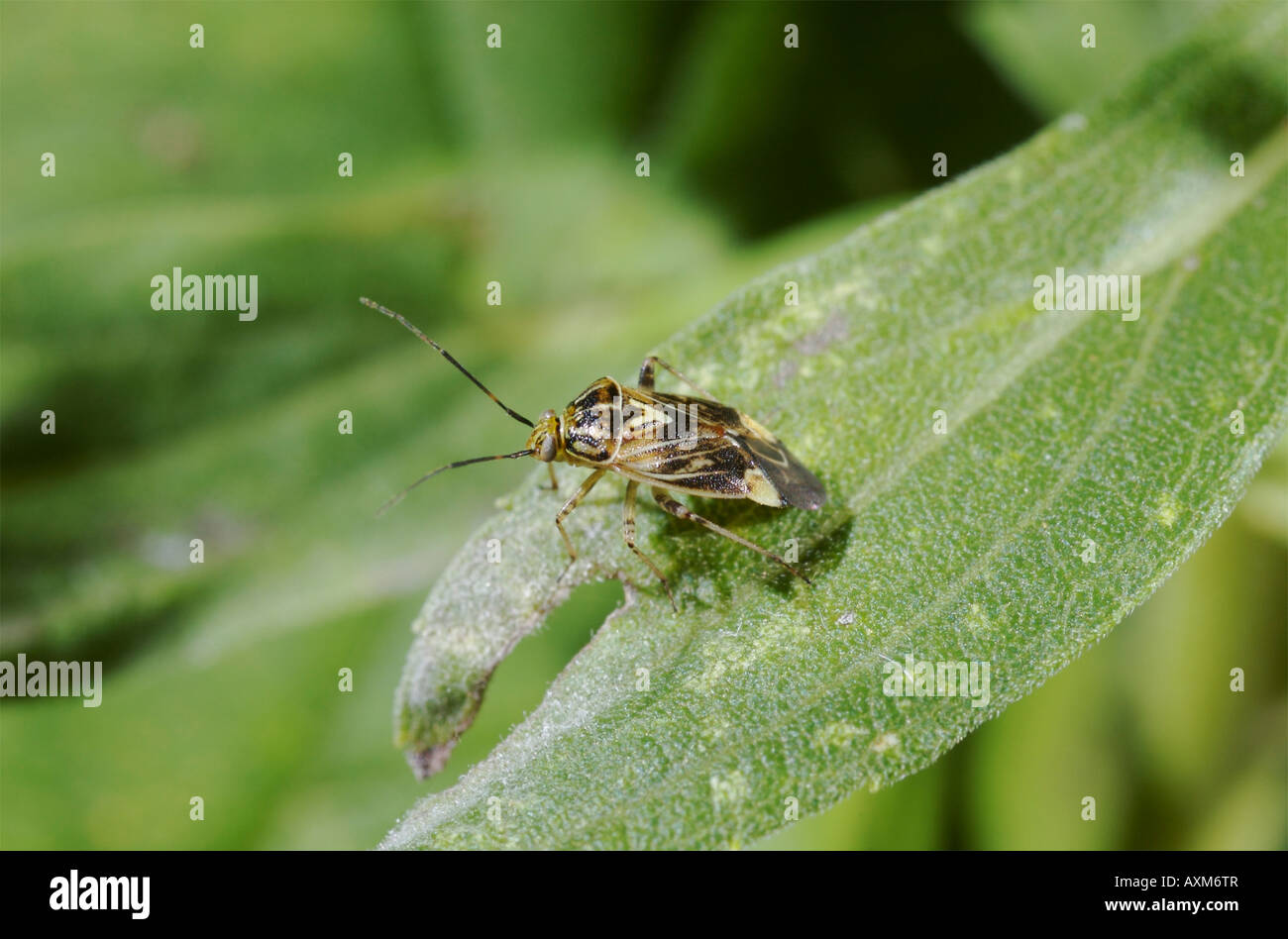 Tarnished Plant Bug, Lygus lineolaris, on a goldenrod plant Stock Photo ...