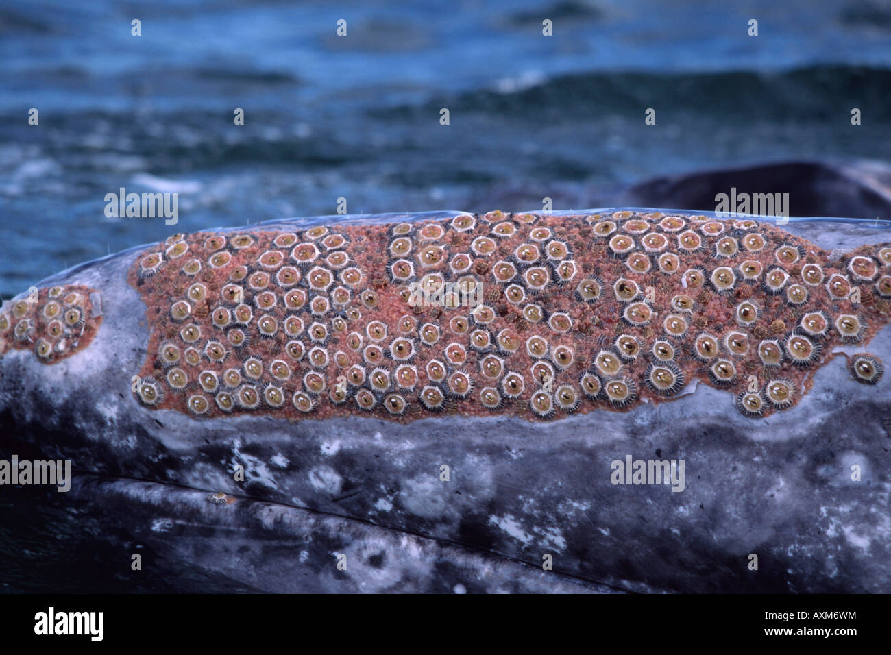 Barnacles on whale hi-res stock photography and images - Alamy