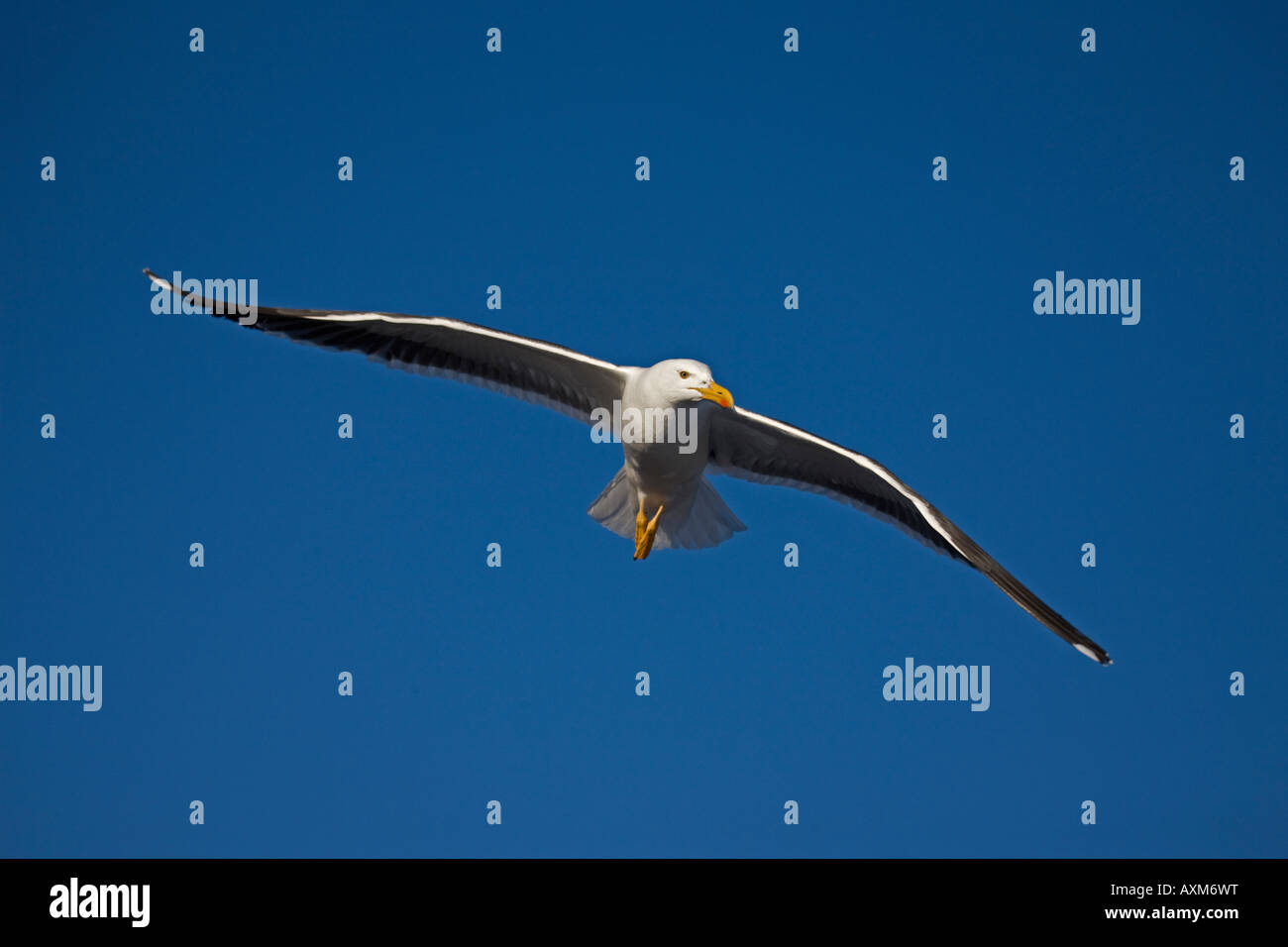 Yellow-footed Gull (Larus livens) - Flying - Sonora Mexico Stock Photo ...