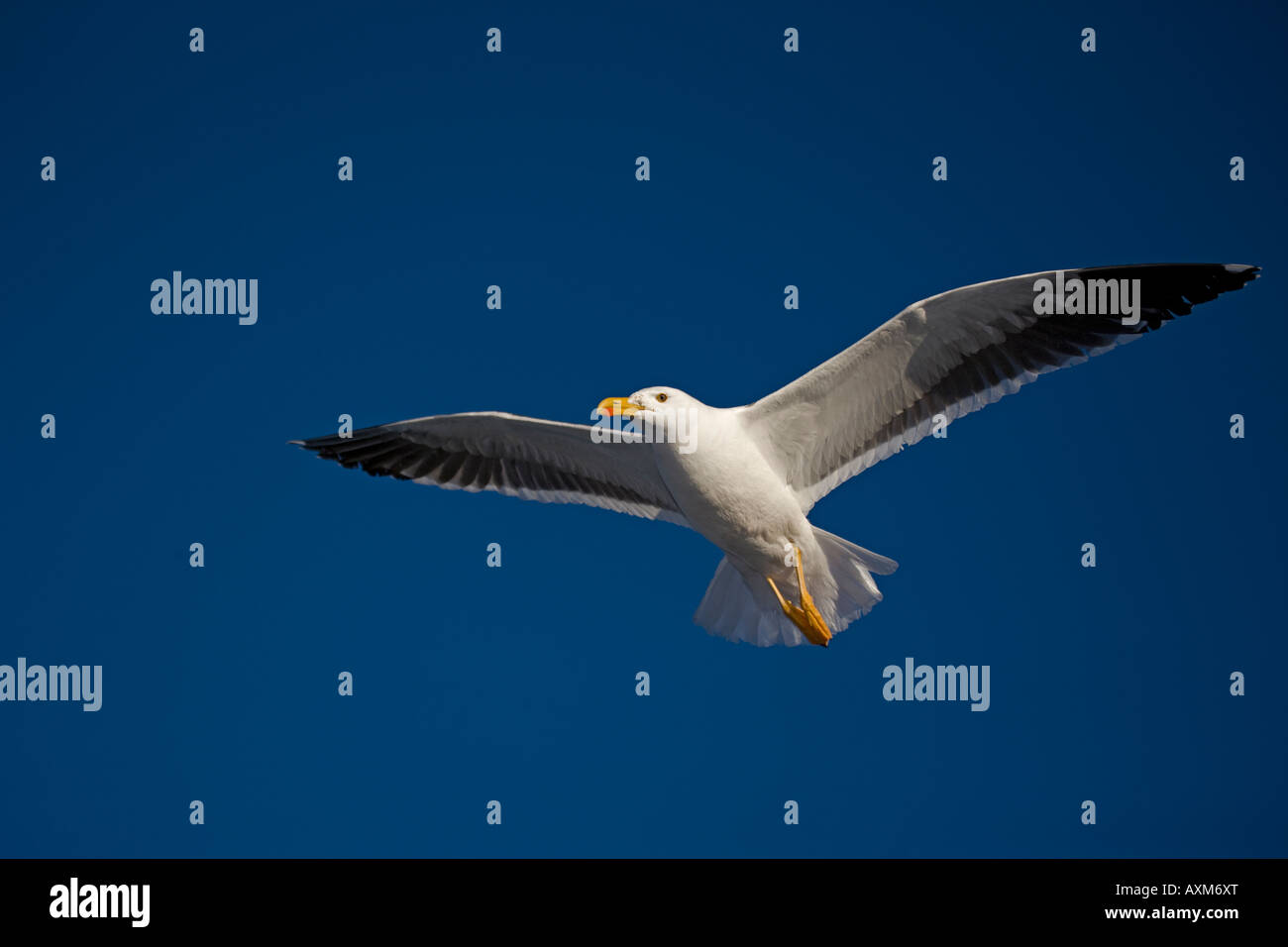 Yellow-footed Gull (Larus livens) - Flying - Sonora Mexico Stock Photo ...