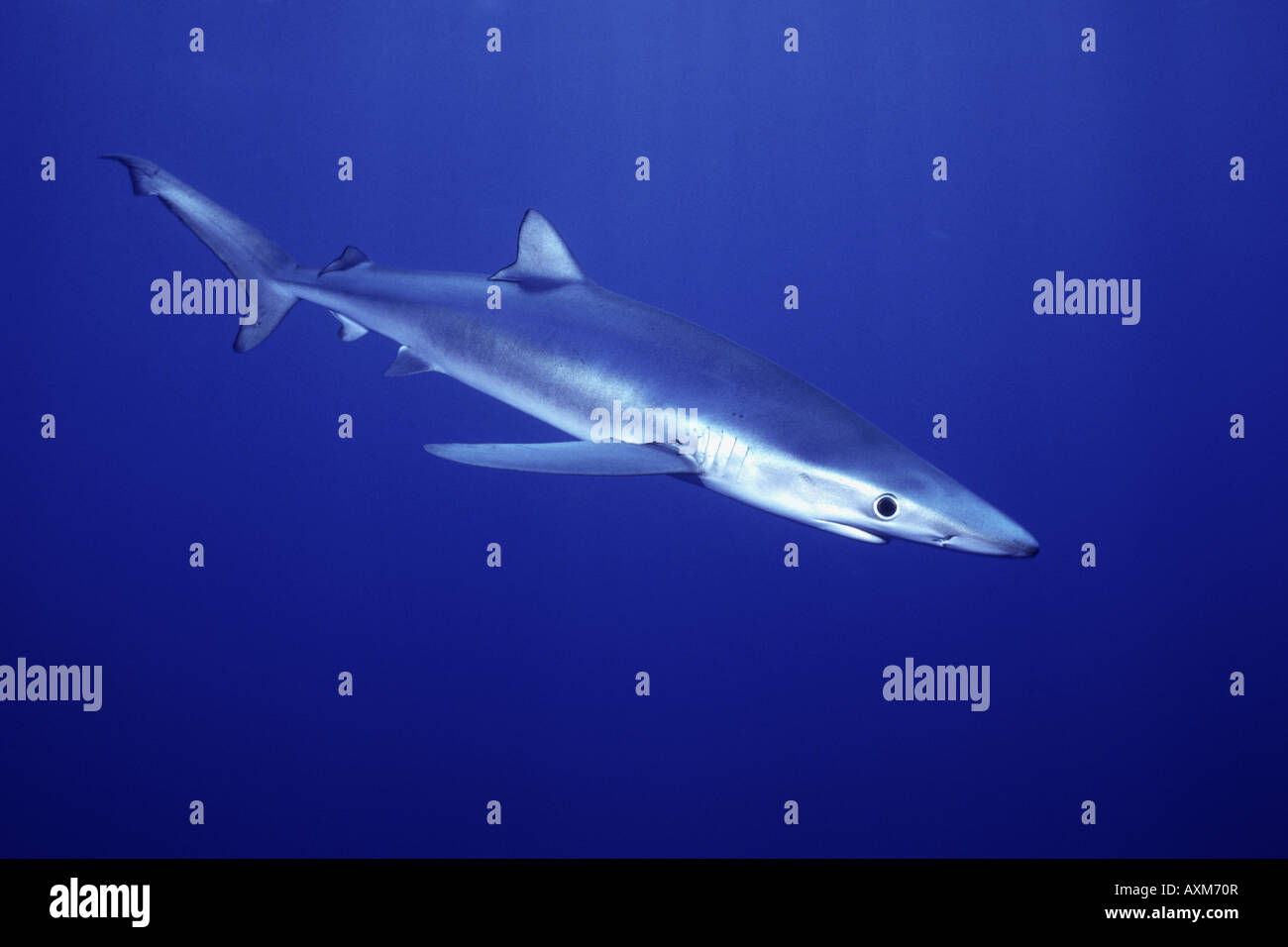 Free swimming Blue Shark (Prionace glauca) San Diego, California ...