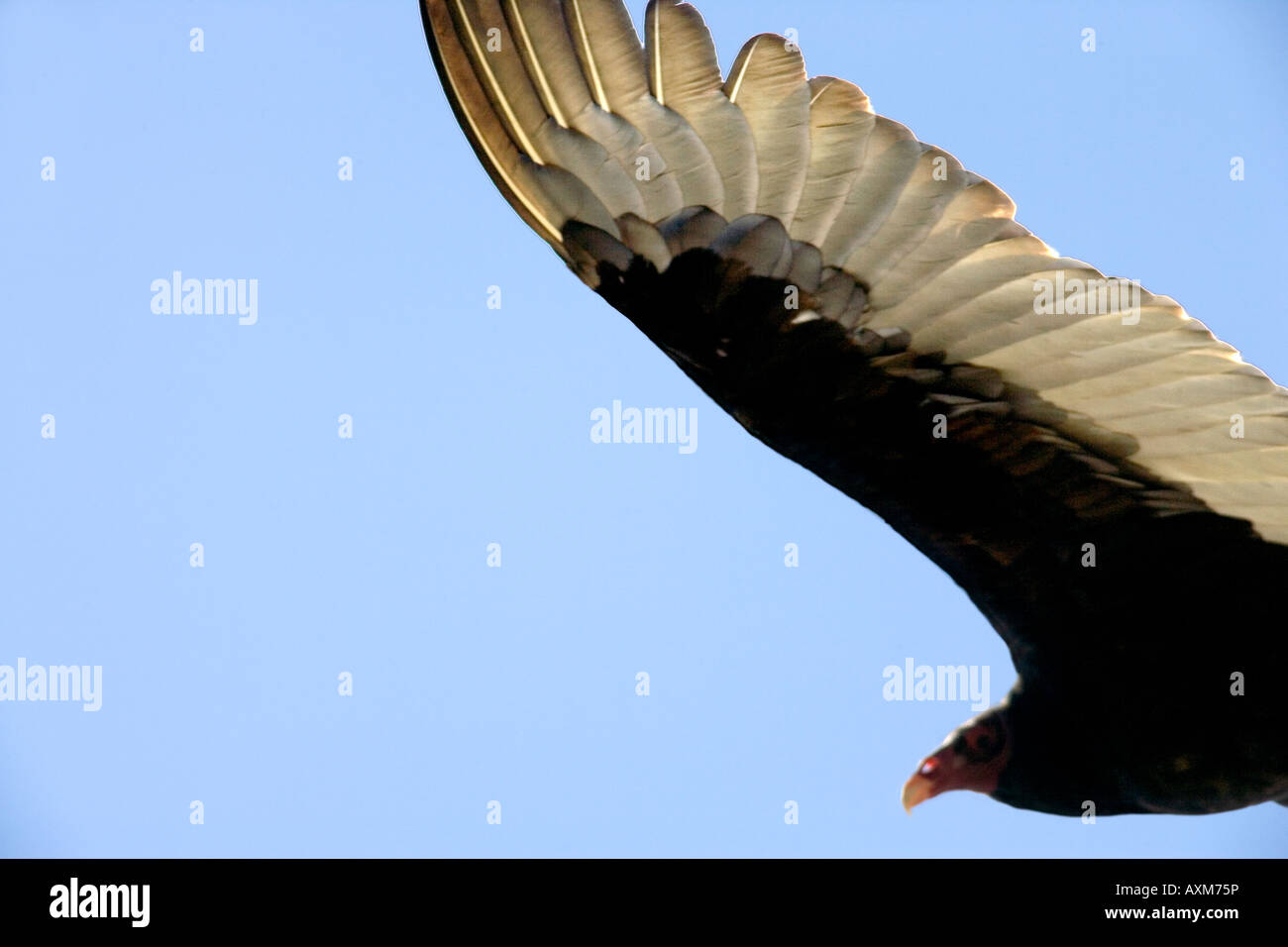 Endangered California Condor soaring over the Big Sur coast and the ...