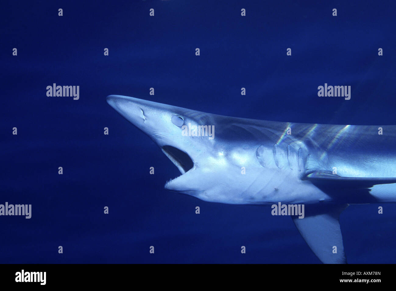 Free swimming Blue Shark (Prionace glauca) San Diego, California ...