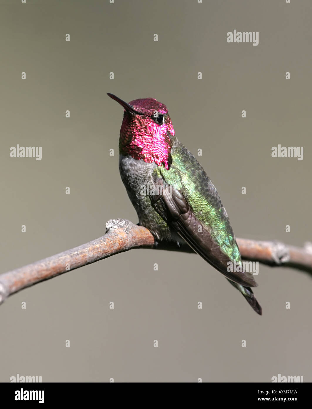 A male Anna's Hummingbird with gorget flashing, perched on a branch ...