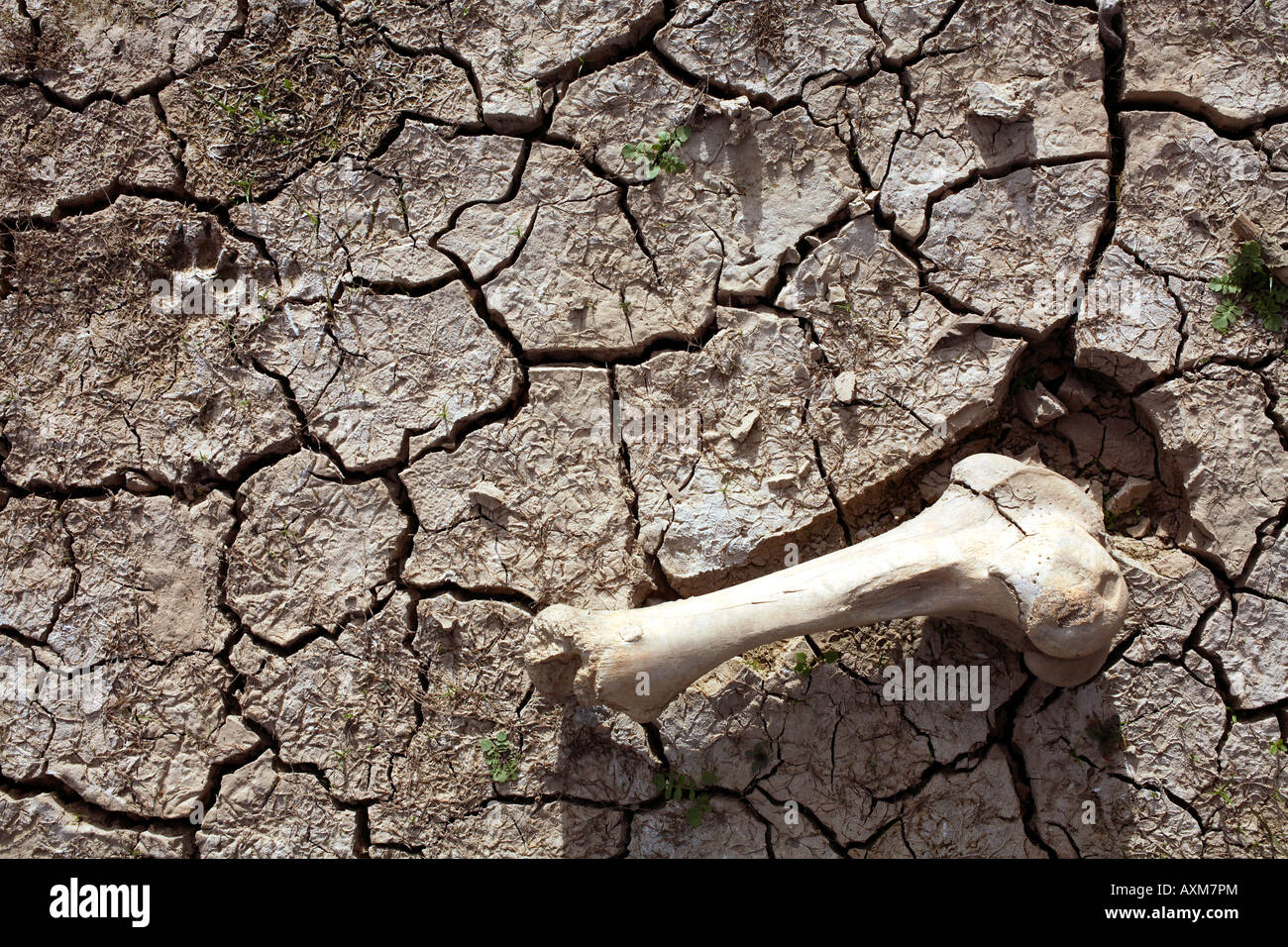 Bone dry soil hi-res stock photography and images - Alamy
