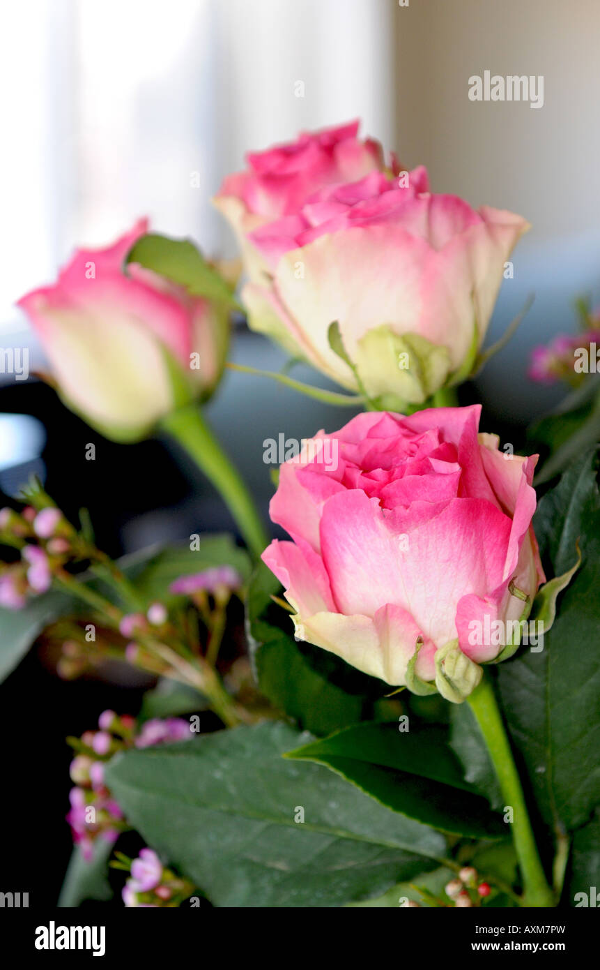 Three roses hi-res stock photography and images - Alamy