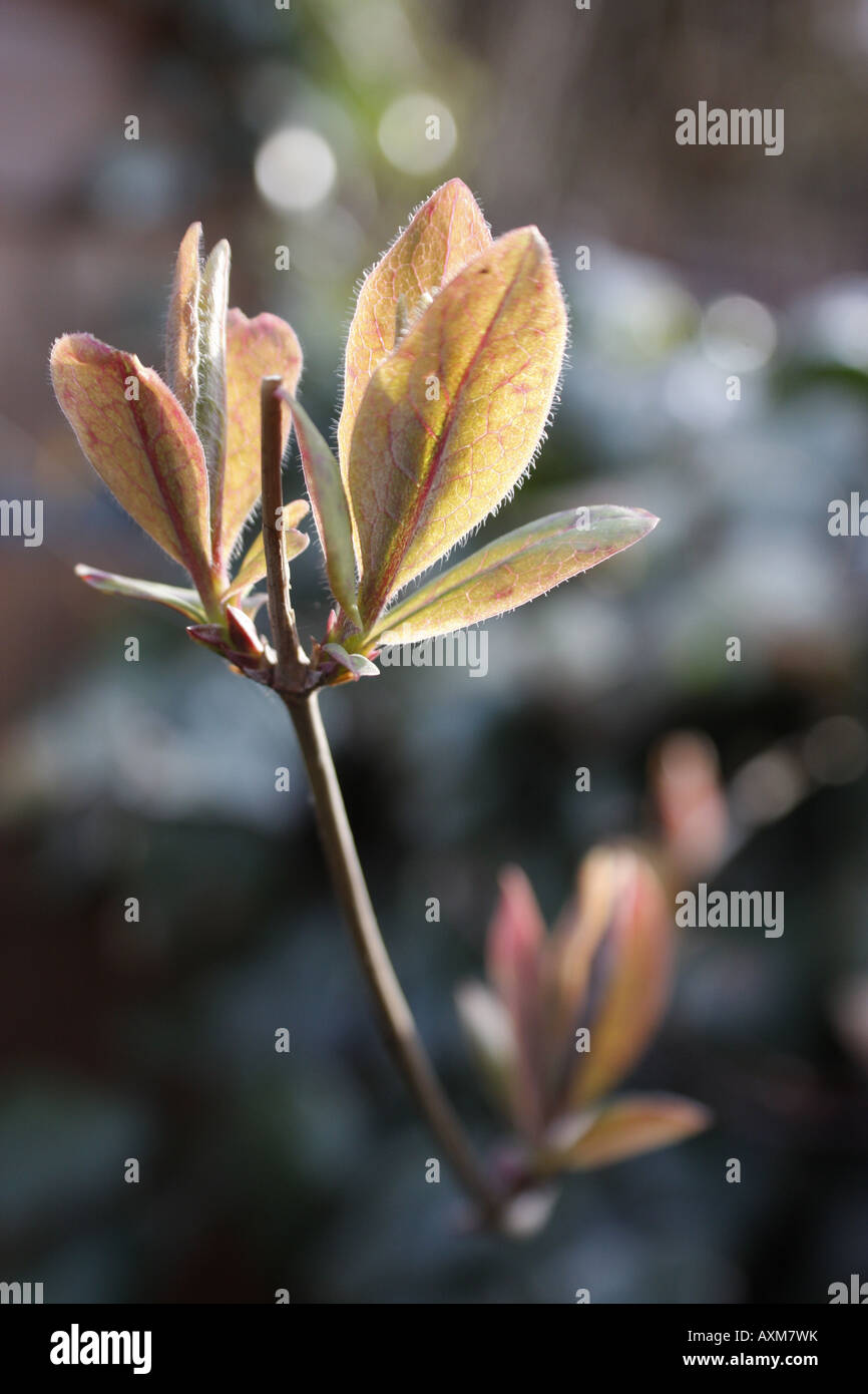 Triffid tree hi-res stock photography and images - Alamy