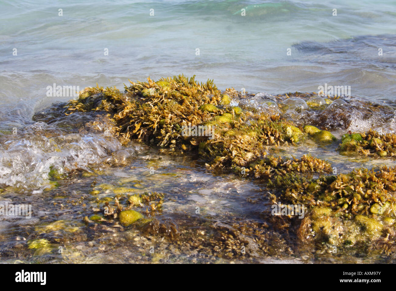green algae seaweed growing on rocks on the ocean shore Stock Photo - Alamy
