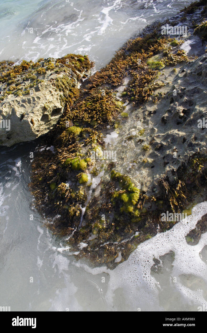green algae seaweed growing on rocks on the ocean shore Stock Photo - Alamy
