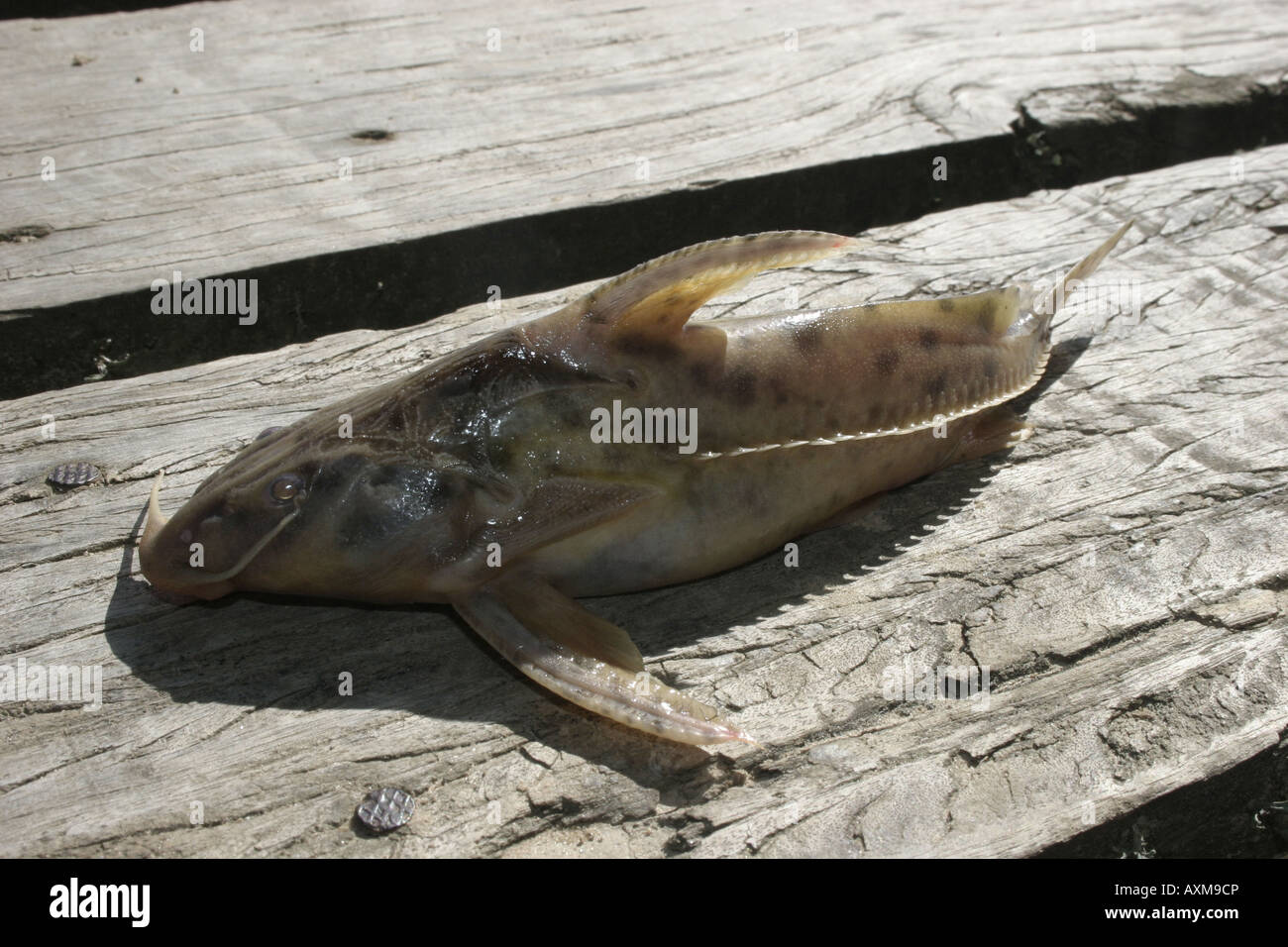 The Armado is just one species of fish that can be caught in Entre Rio ...