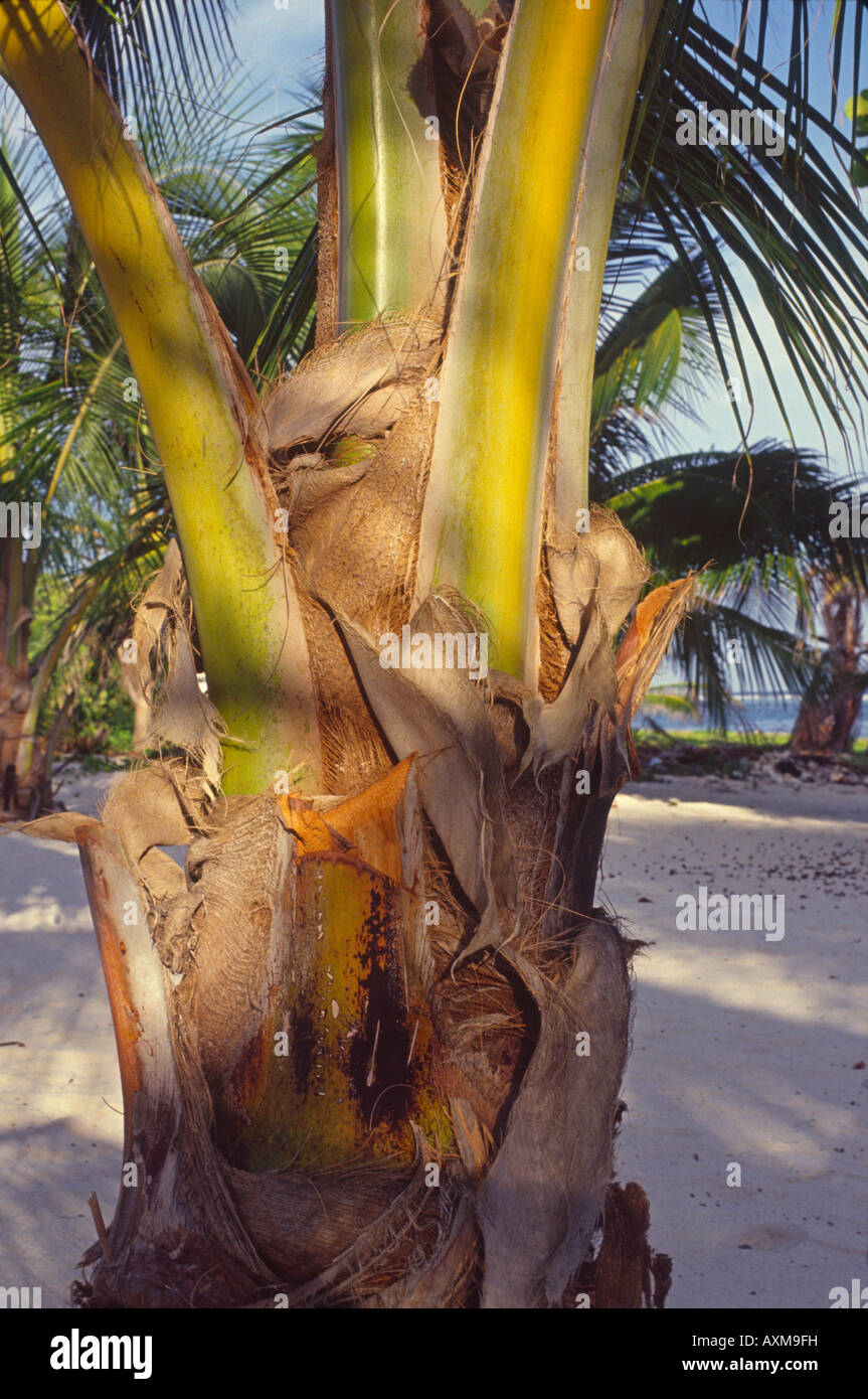 Tropical coconut palm branch hi-res stock photography and images - Alamy