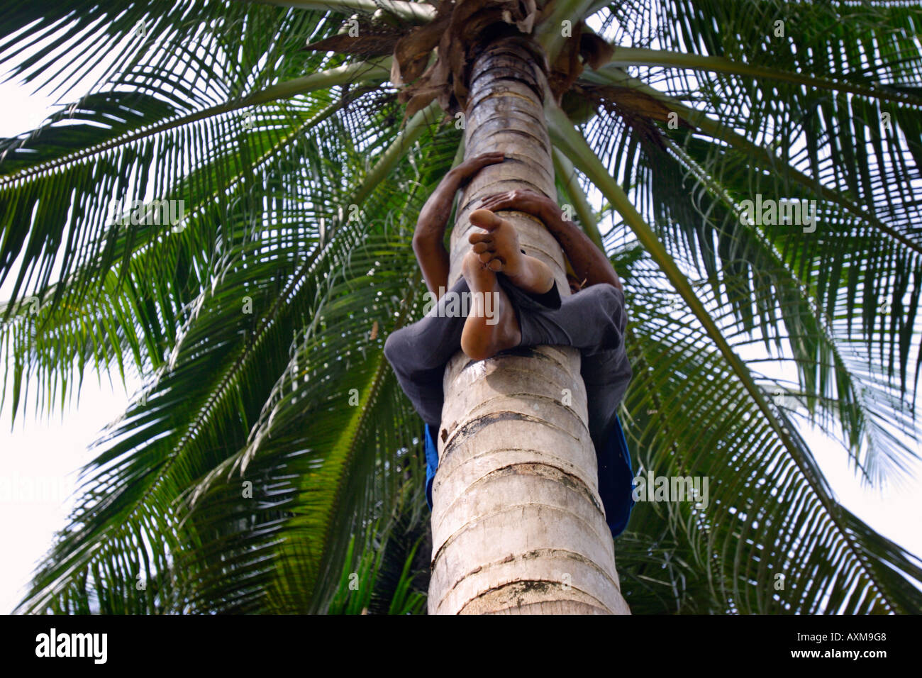 Pick coconuts hi-res stock photography and images - Alamy