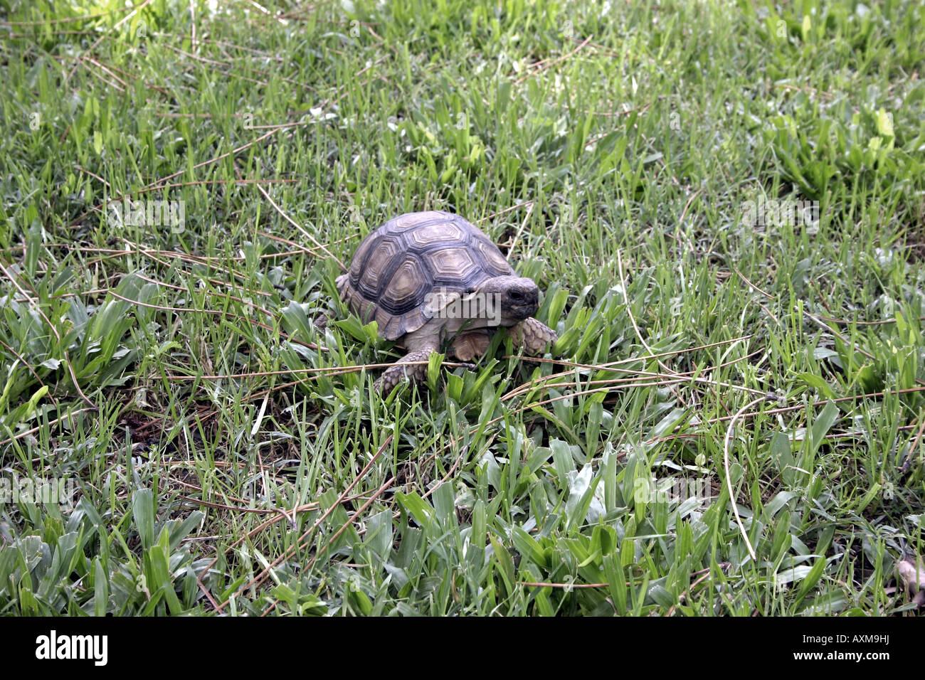 This Box turtle is making a break for it Stock Photo - Alamy