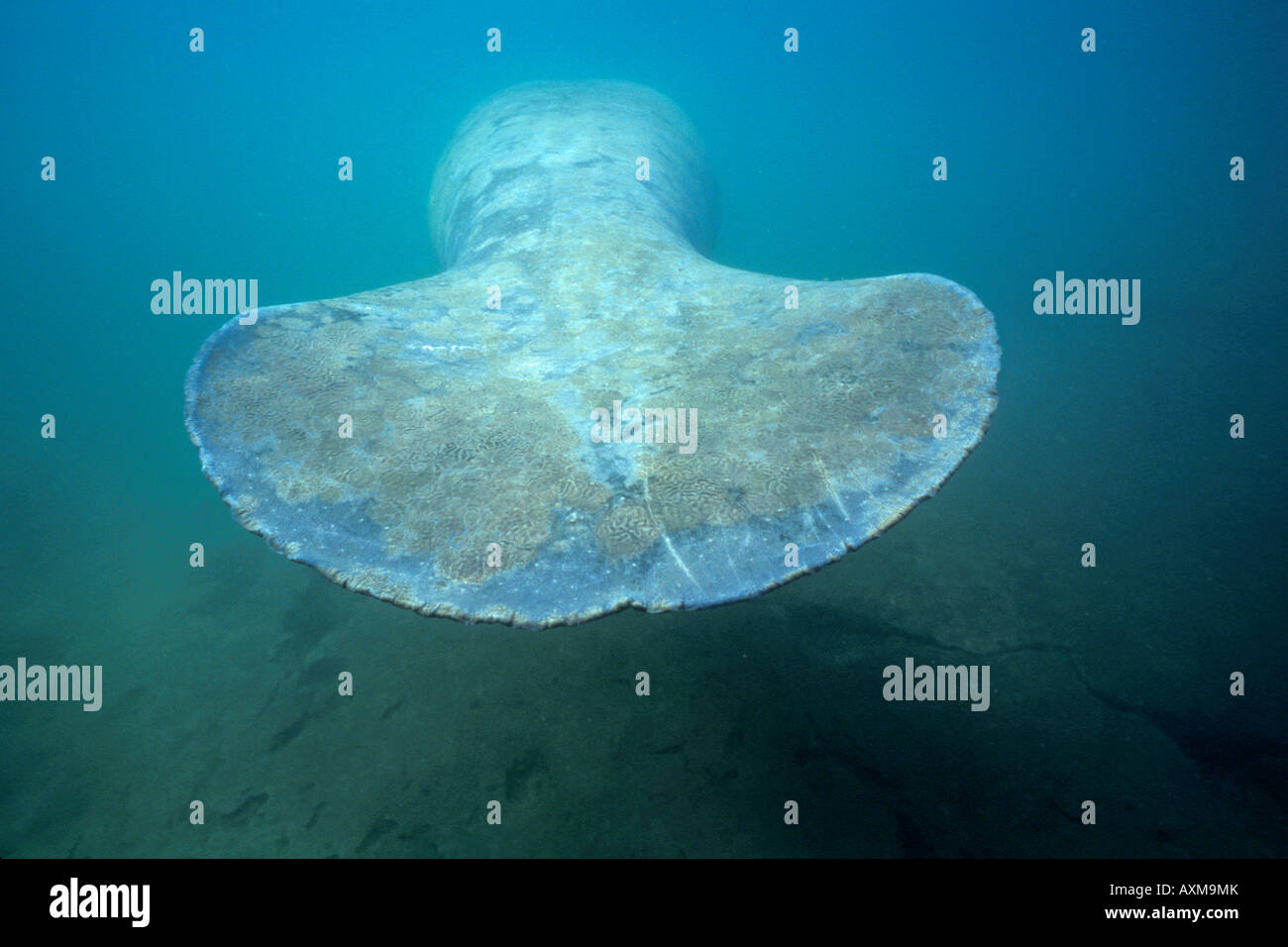 Paddle tail of Florida manatee (Trichechus manatus latirostris) Crystal ...