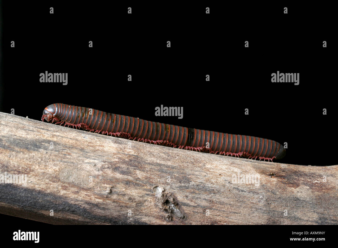 American giant millipede, Narceus americanus Stock Photo - Alamy
