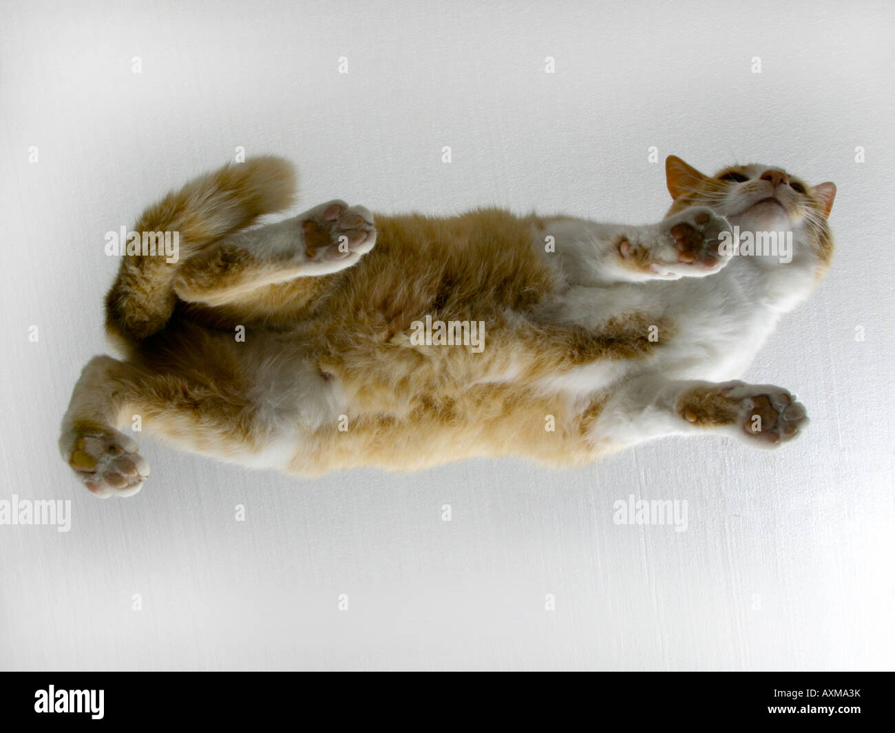 Ginger cat walking hi-res stock photography and images - Alamy